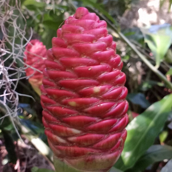 Ginger Awapuhi Plant - Etsy