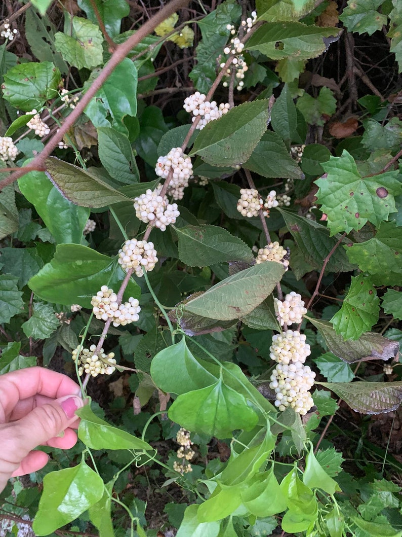 RARE White Beauty Berry Seeds - Etsy