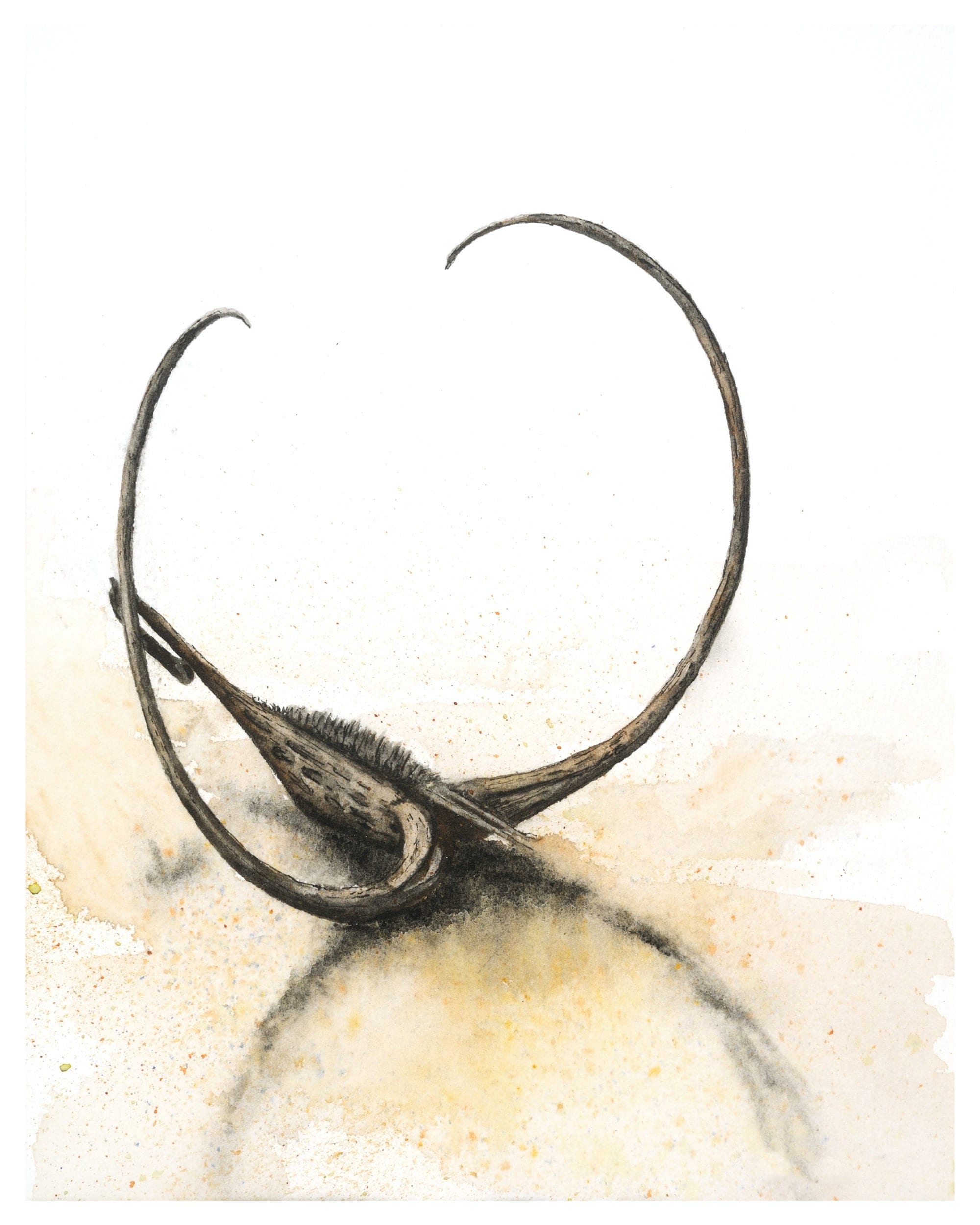 Devils Claw Nautical