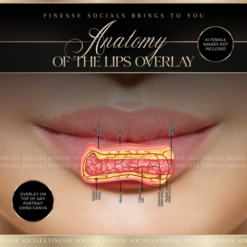 Lip Anatomy Overlay | for Aesthetics Practitioners | 1 INDIVIDUAL ...