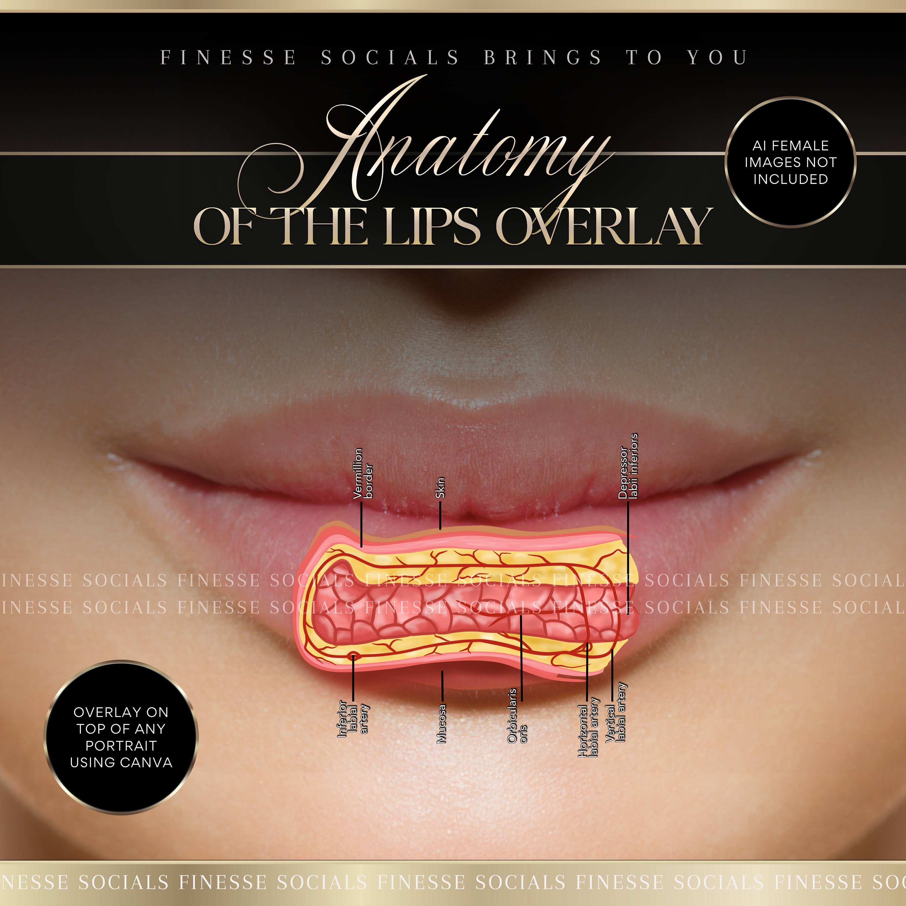 Lip Anatomy Overlay | for Aesthetics Practitioners | 1 INDIVIDUAL ...