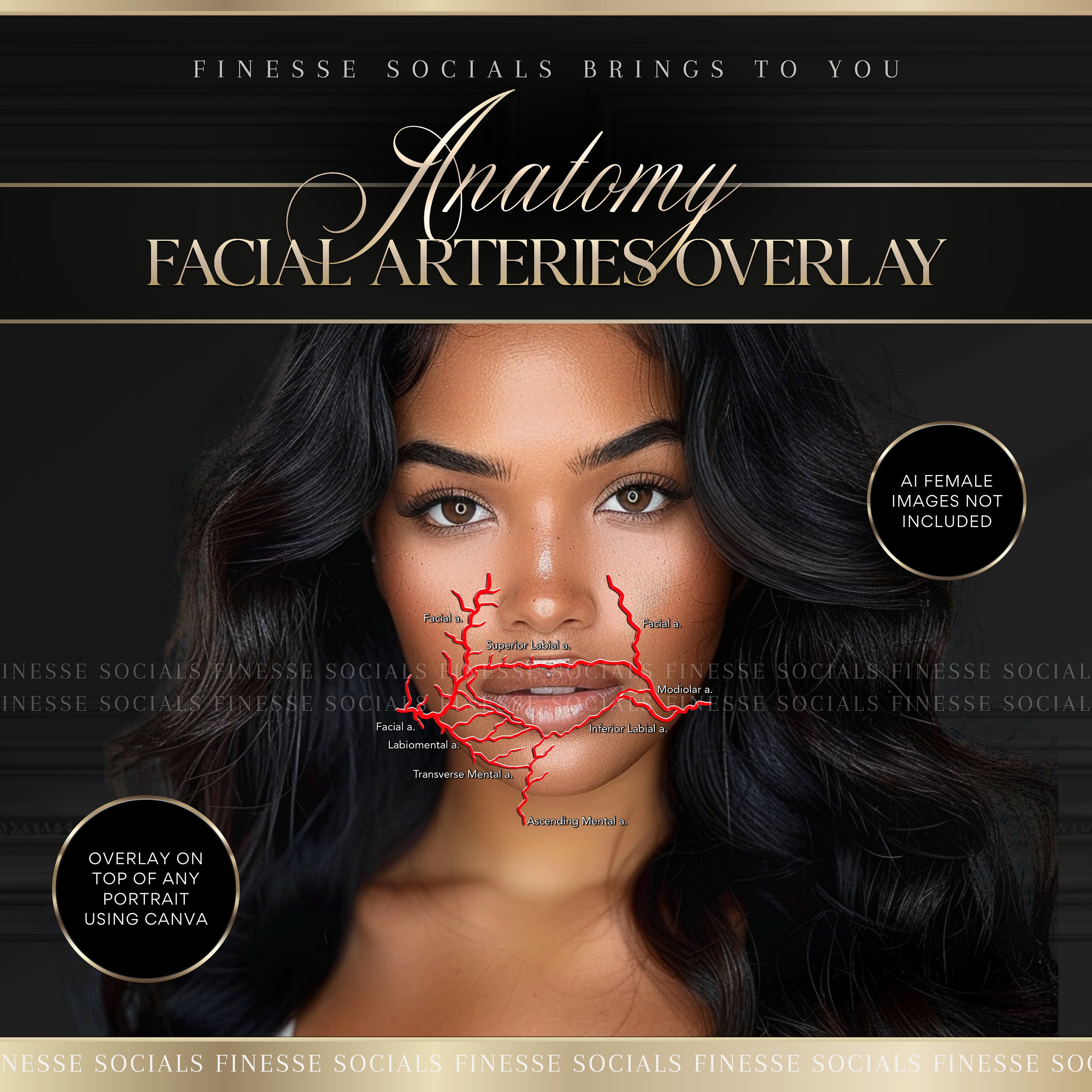 Facial Arteries Overlay (mouth) | for Aesthetics Practitioners | 1 ...