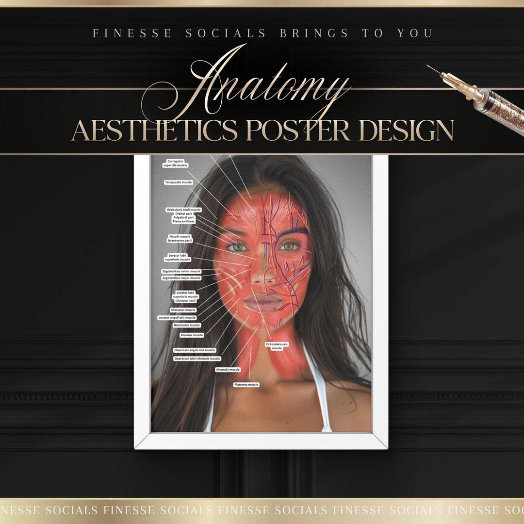 Face Anatomy Muscle Veins Arteries Educational Medical Aesthetics ...