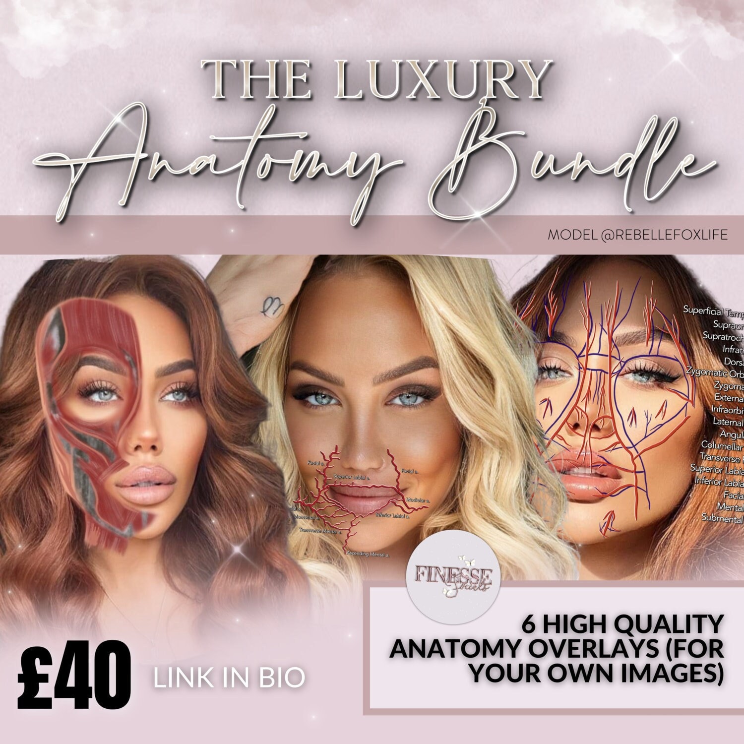 The Luxury Anatomy Overlay Bundle for Aesthetics - Etsy