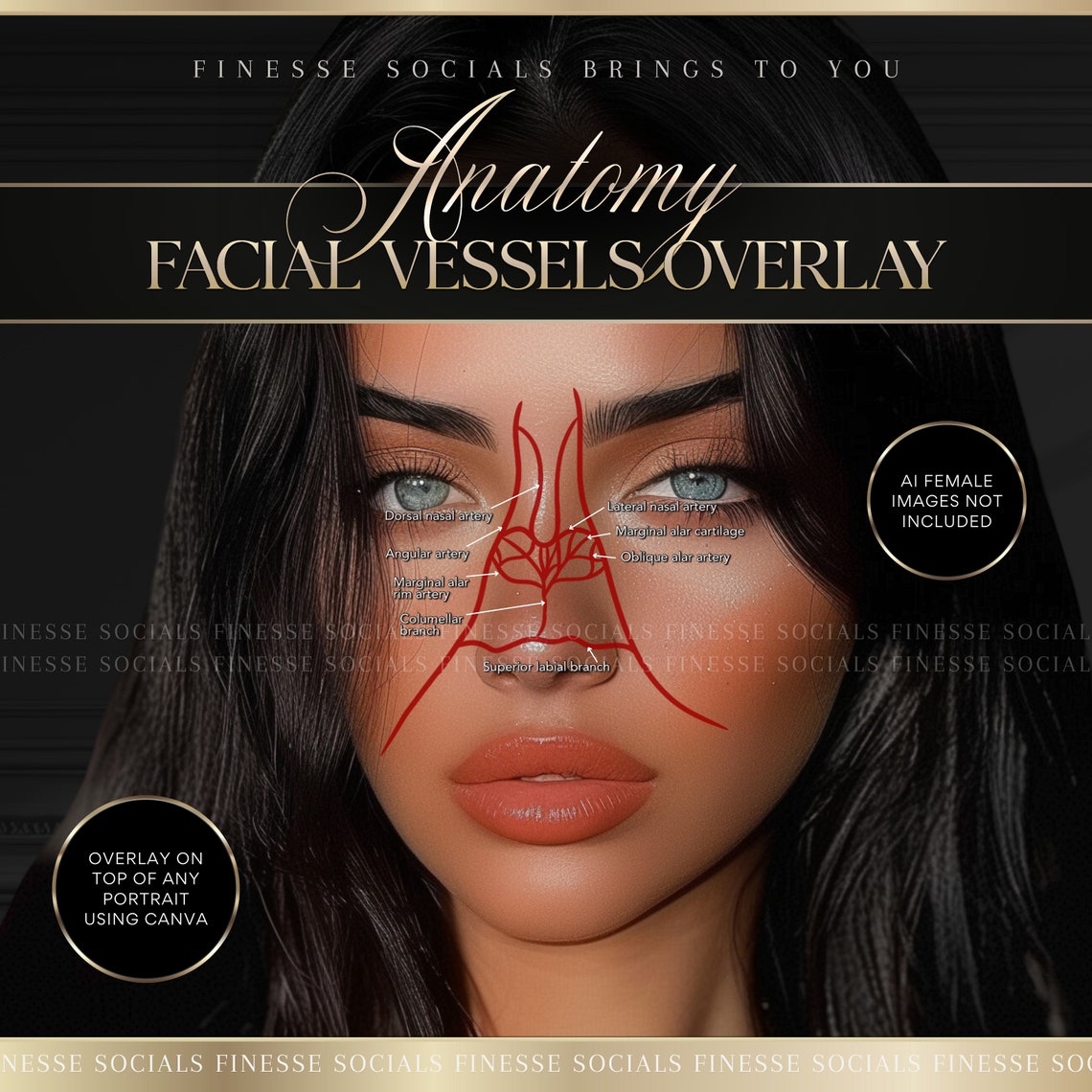 Nasal Arteries Anatomy Overlay | for Aesthetics Practitioners | 1 ...