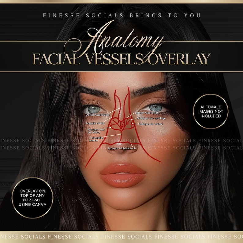 Nasal Arteries Anatomy Overlay | for Aesthetics Practitioners | 1 ...
