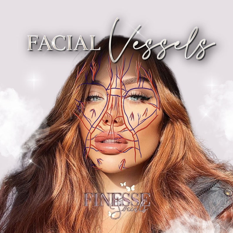 Facial Vessels Anatomy Overlay for Aesthetics Practitioners - Etsy
