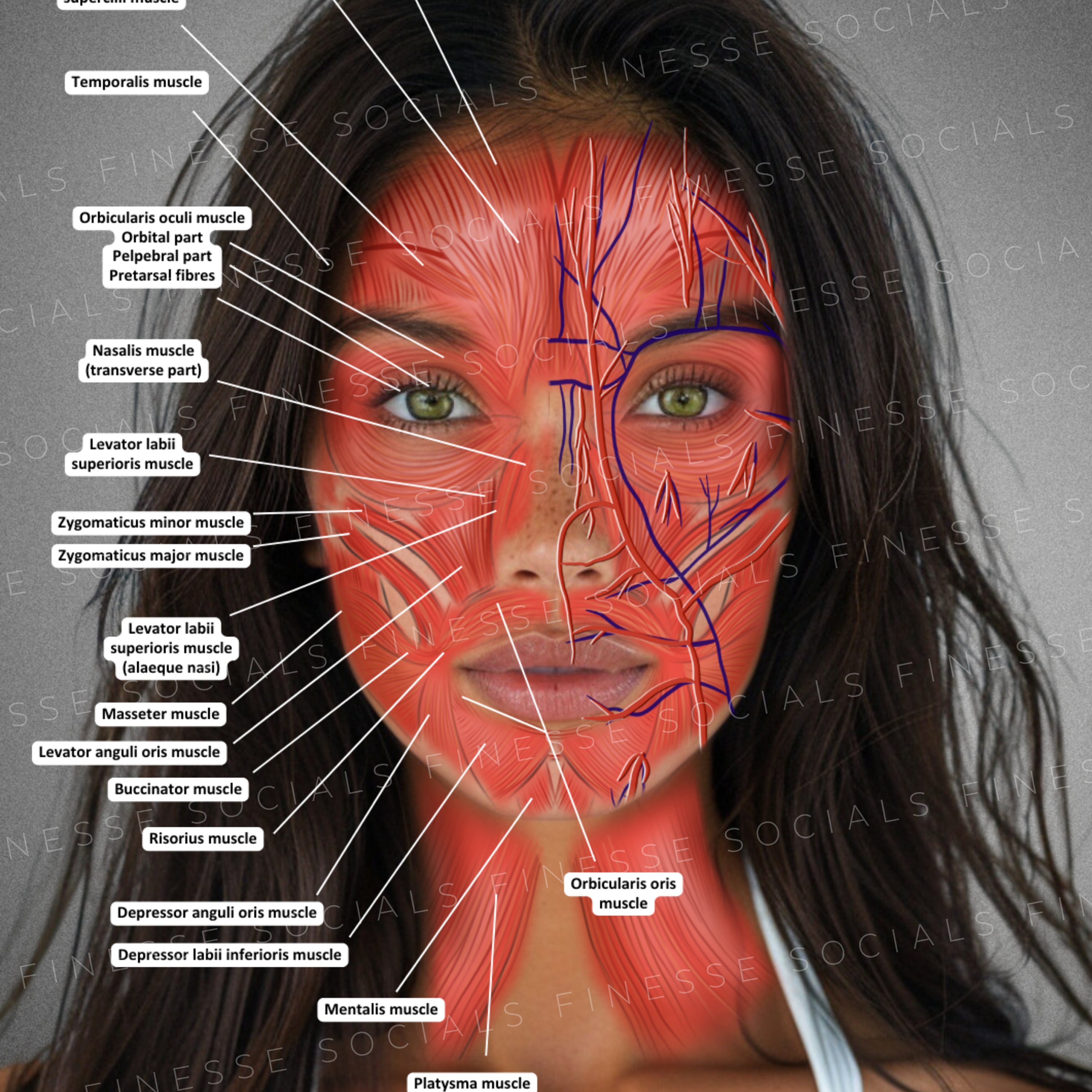 Face Anatomy Muscle Veins Arteries Educational Medical Aesthetics ...