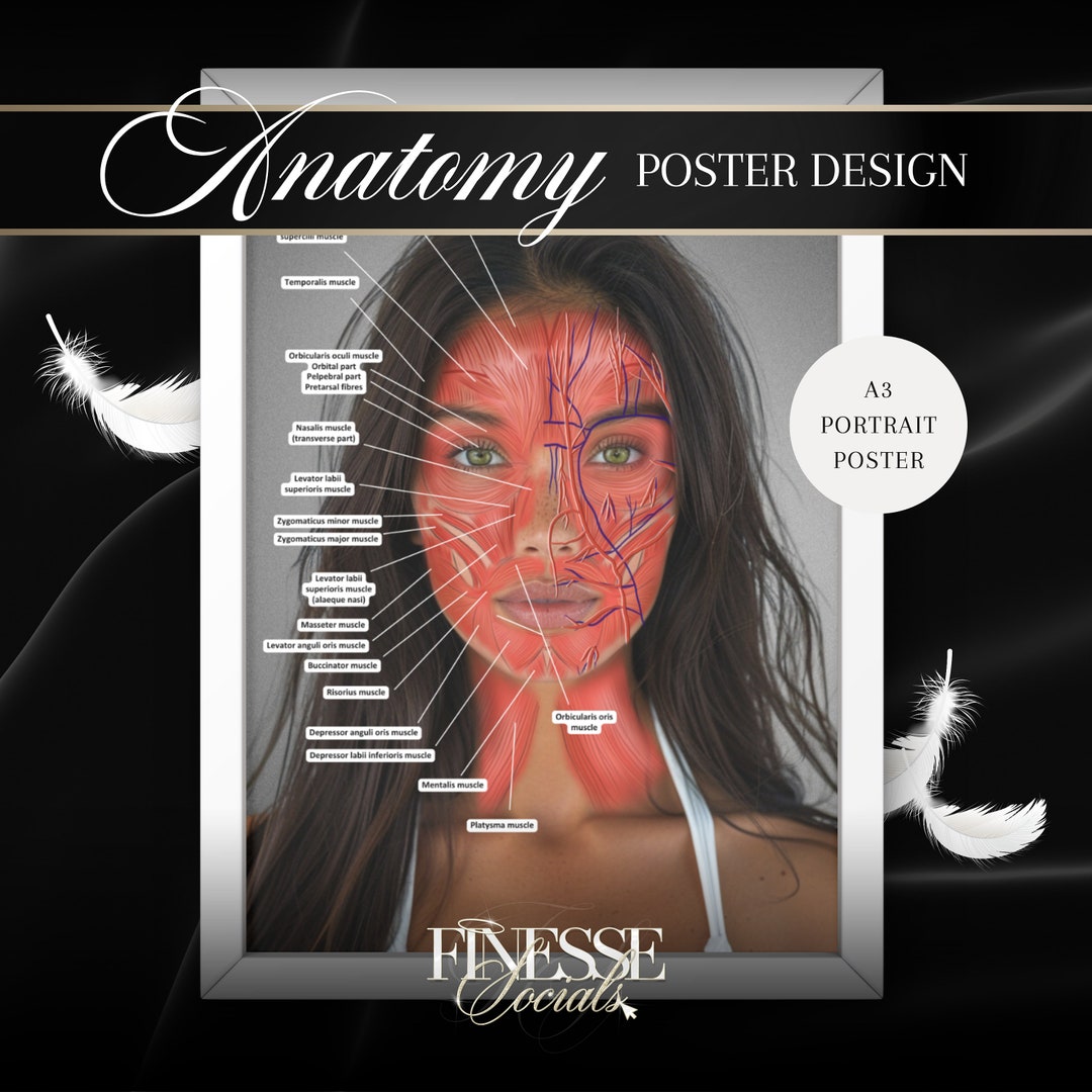 Face Anatomy Muscle Veins Arteries Educational Medical Aesthetics ...