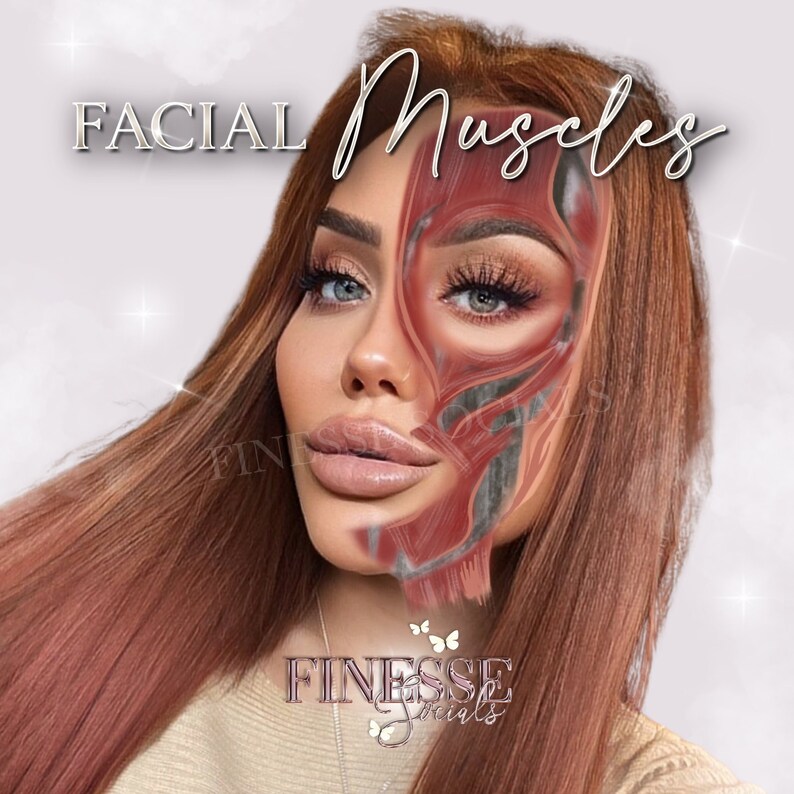Facial Muscles Overlay half-face for Aesthetics Practitioners 1 ...