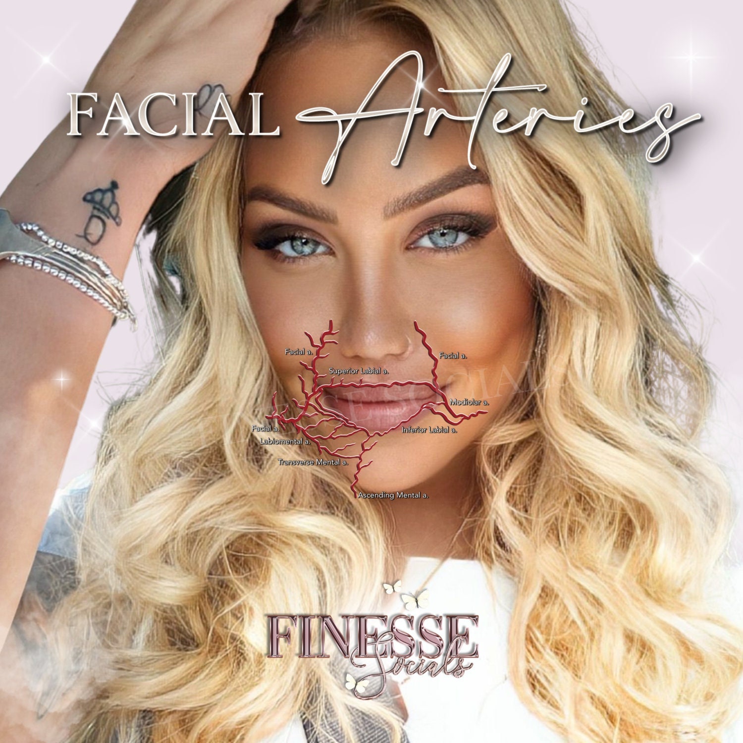 Facial Arteries Overlay mouth for Aesthetics Practitioners 1 INDIVIDUAL ...