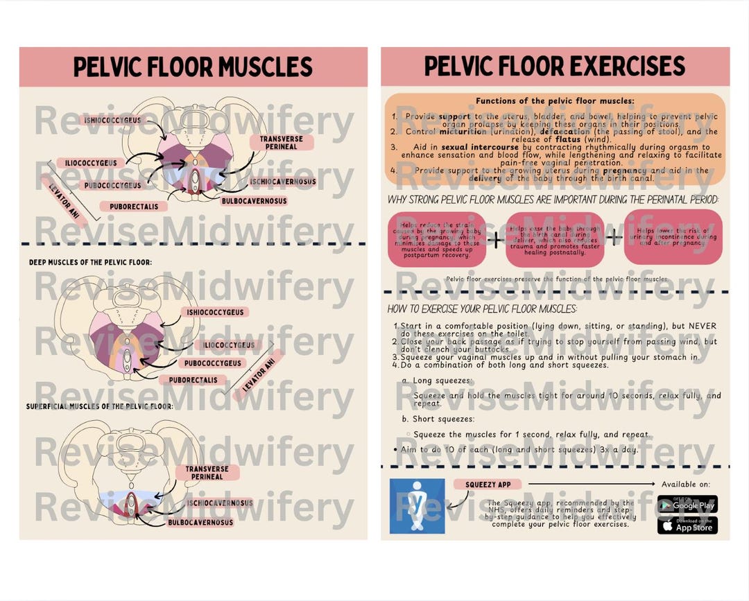 Pelvic Floor Muscles/exercises Downloadable PDF Revision Poster - Etsy
