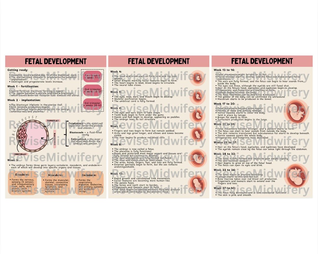 Fetal Devleopment Downloadable PDF Revision Poster - Etsy