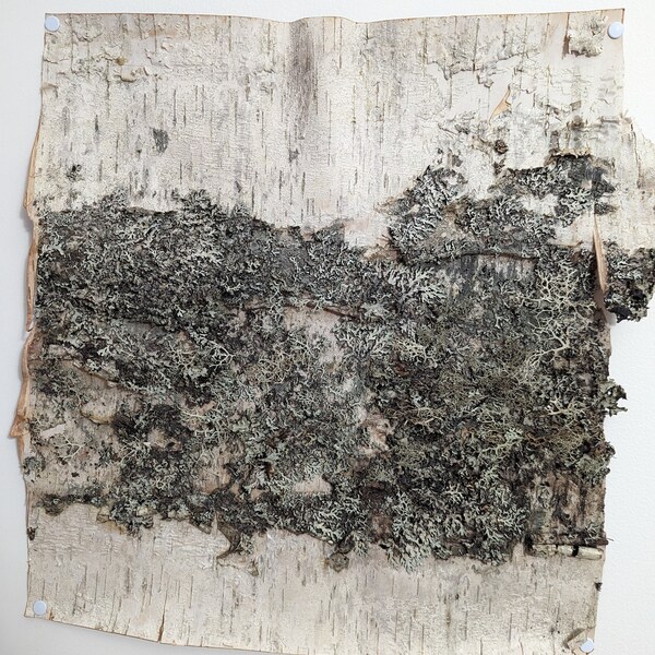 Birch Bark Art - Etsy