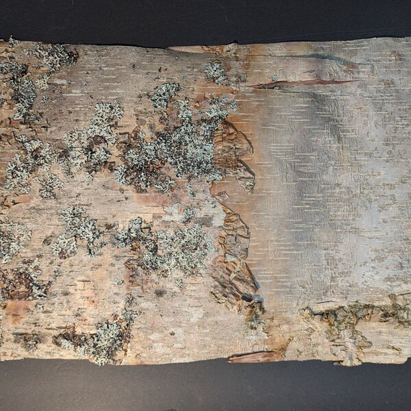 Birch Bark Vase - Etsy