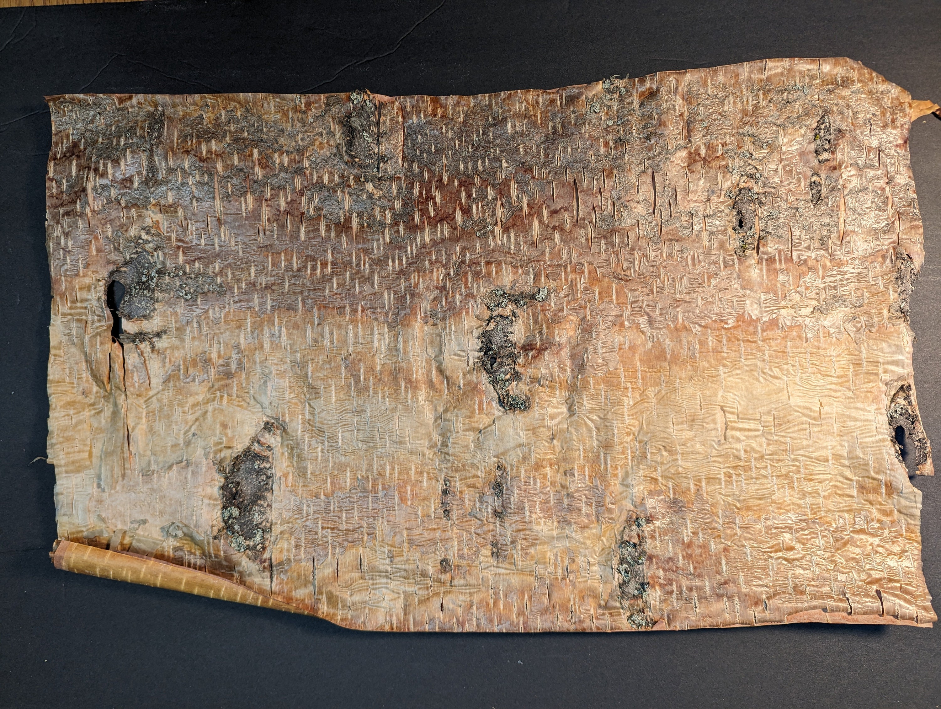 Birch Bark Sheets - Etsy