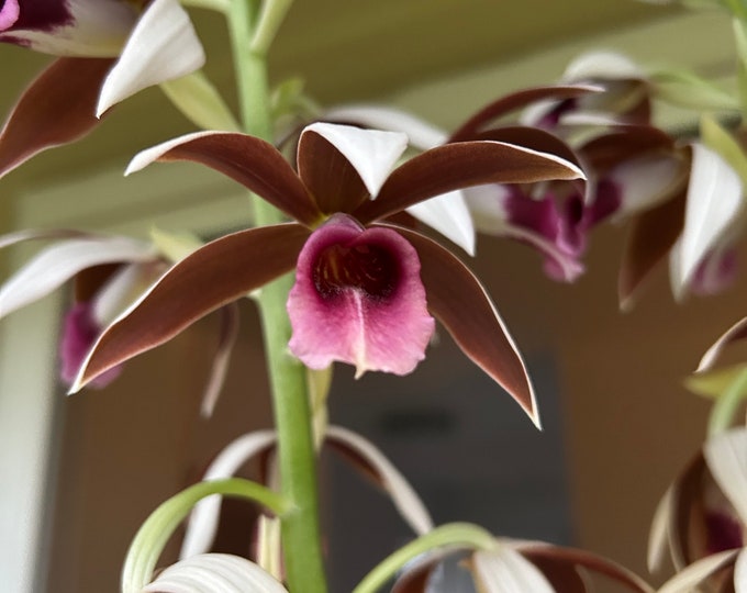 Nun’s Orchid - Phaius Tankerville - Variety of Potted Sizes From 1” (2 ...