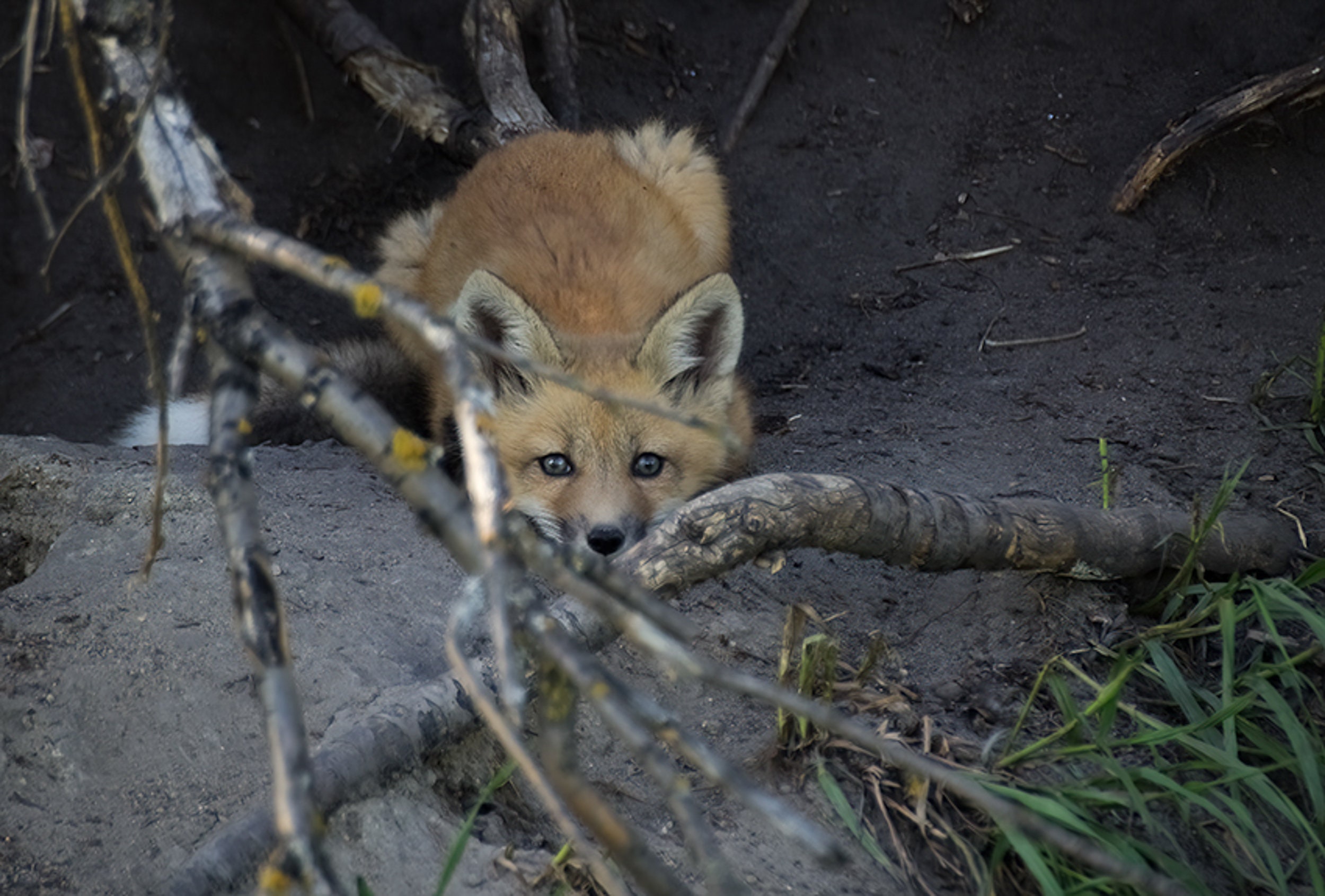 Red Fox Pup Wall Art Wild Canine Nature Animal Cute Photo Print Wall ...
