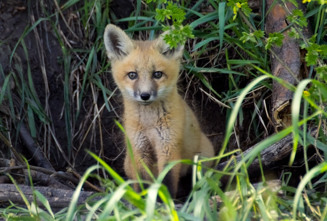 Adorable Red Fox Pup Wall Art Wild Canine Nature Animal Cute Photo ...