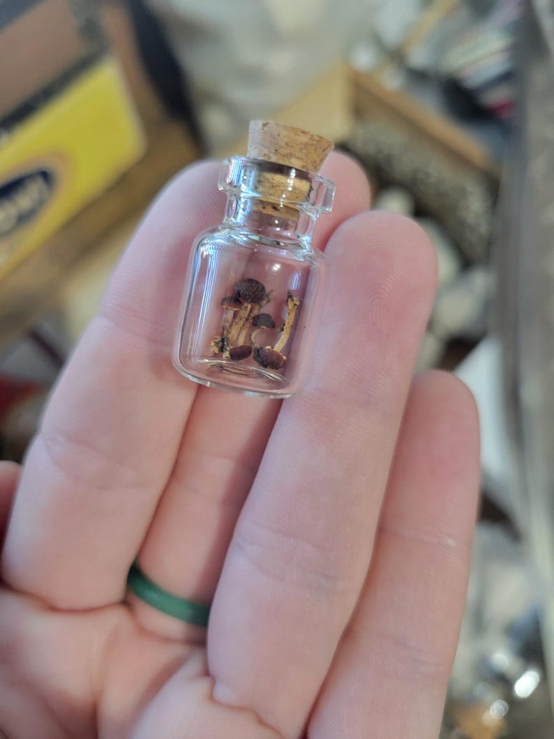 Strange and Unusual Oddity Mystery Box - Etsy