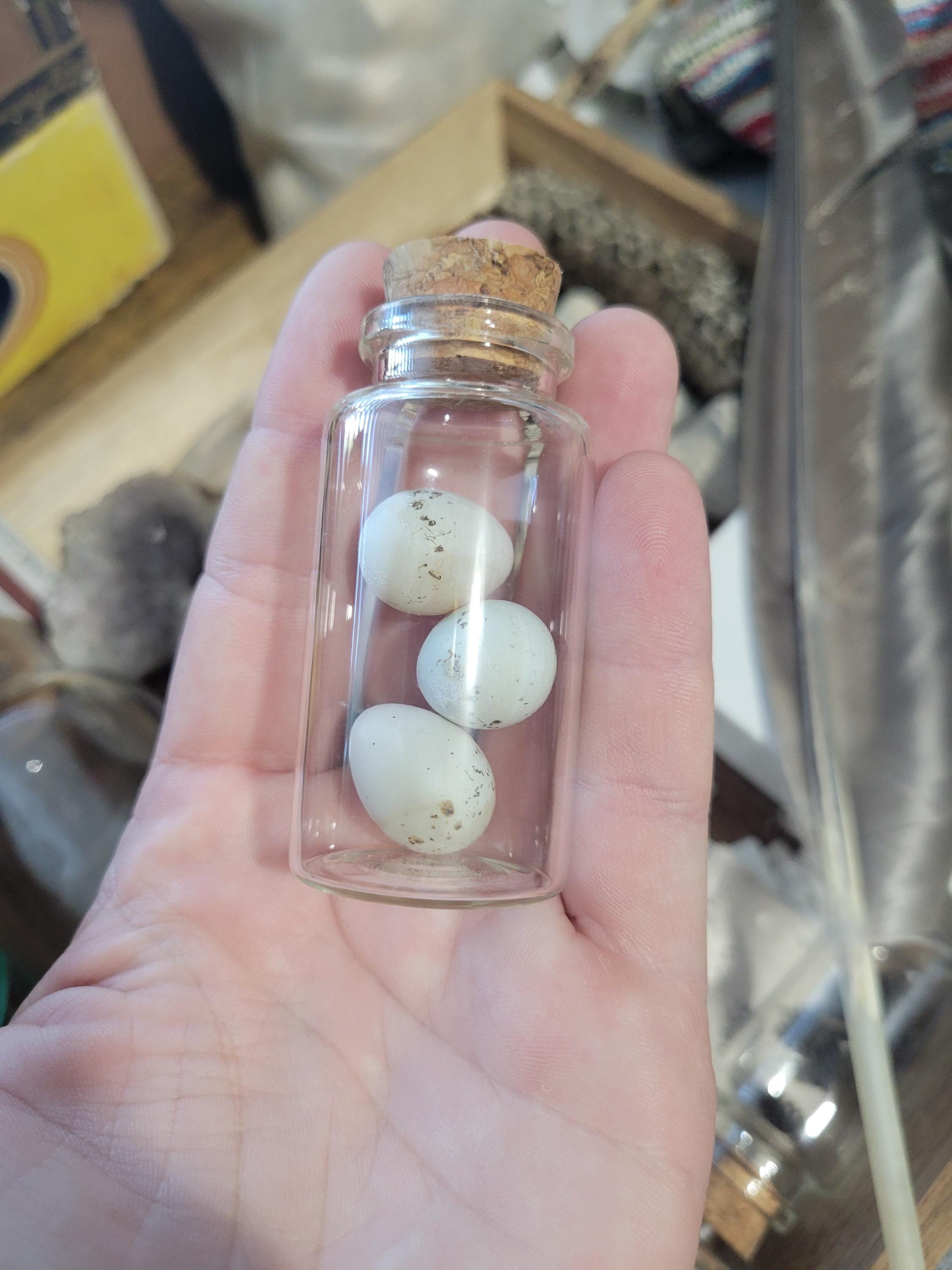 Strange and Unusual Oddity Mystery Box - Etsy