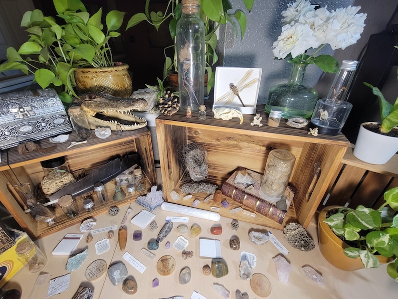 Strange and Unusual Oddity Mystery Boxes Medium and Large - Etsy