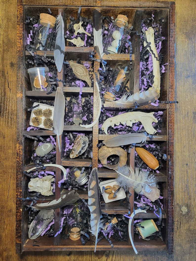 Strange and Unusual Oddity Mystery Box - Etsy