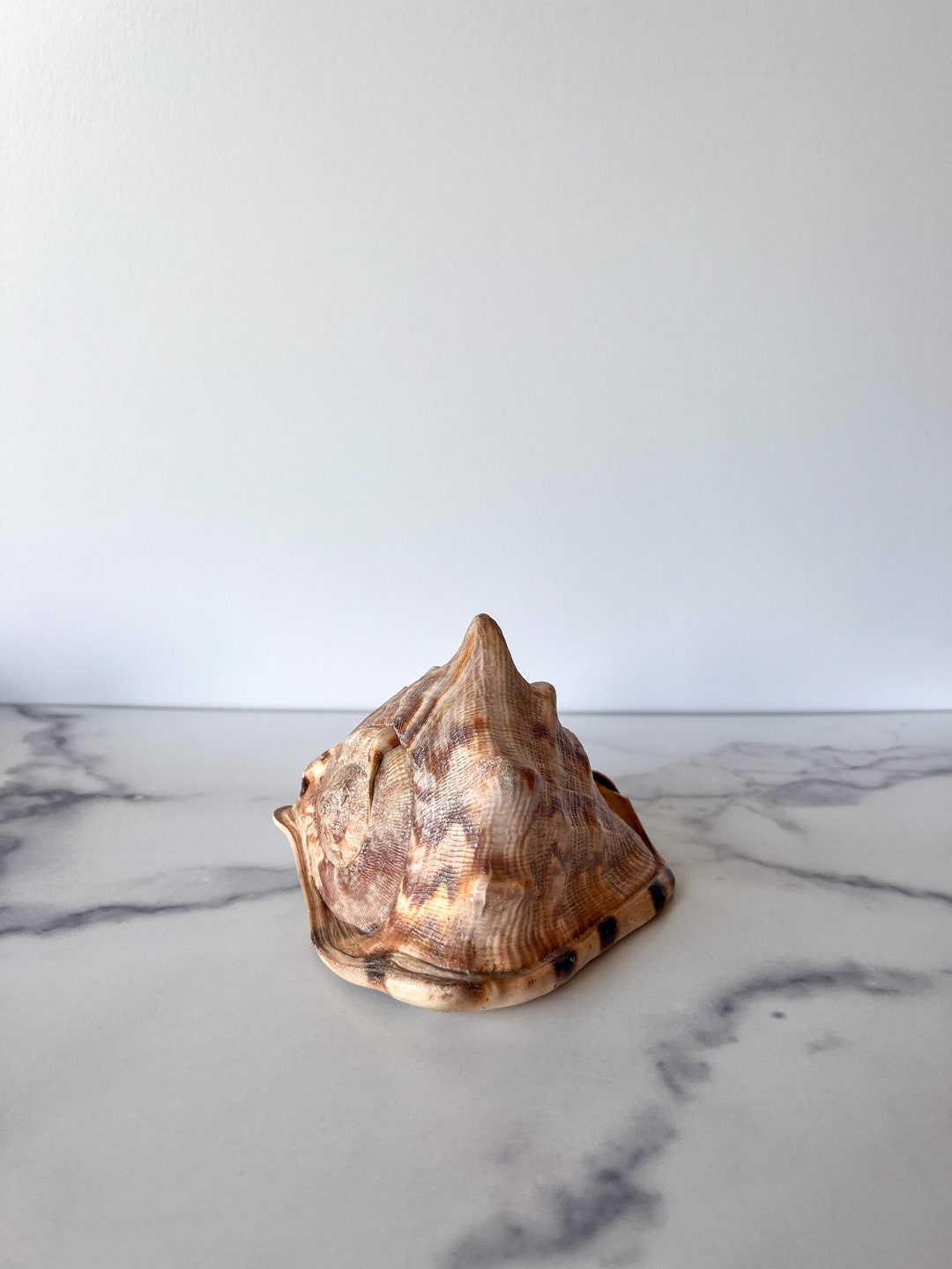 Vintage King Helmet Seashell, Coastal Grandma Style, Free Shipping - Etsy