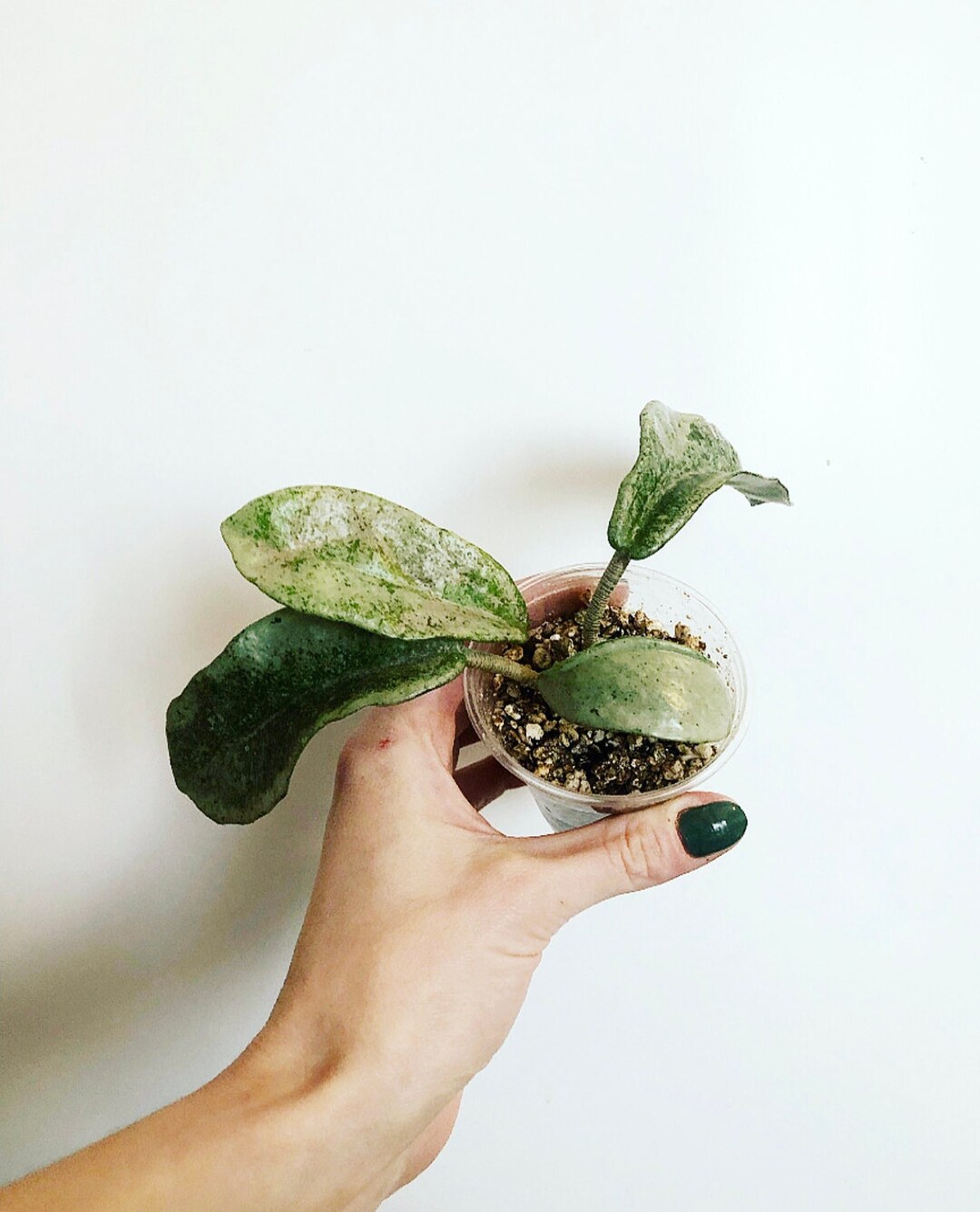 Hoya Grey Ghost/rare Hoya/ Shipping From Eastern Europe - Etsy