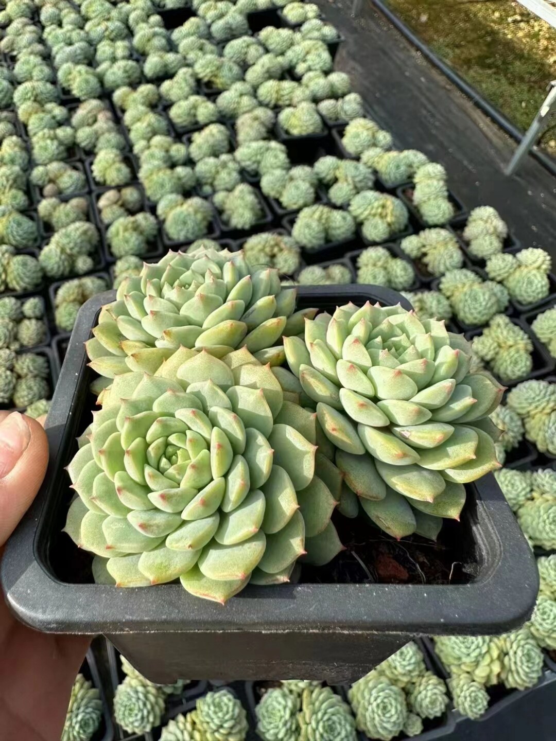 Echeveria Panda Facesucculent Plantssucculent Farm - Etsy