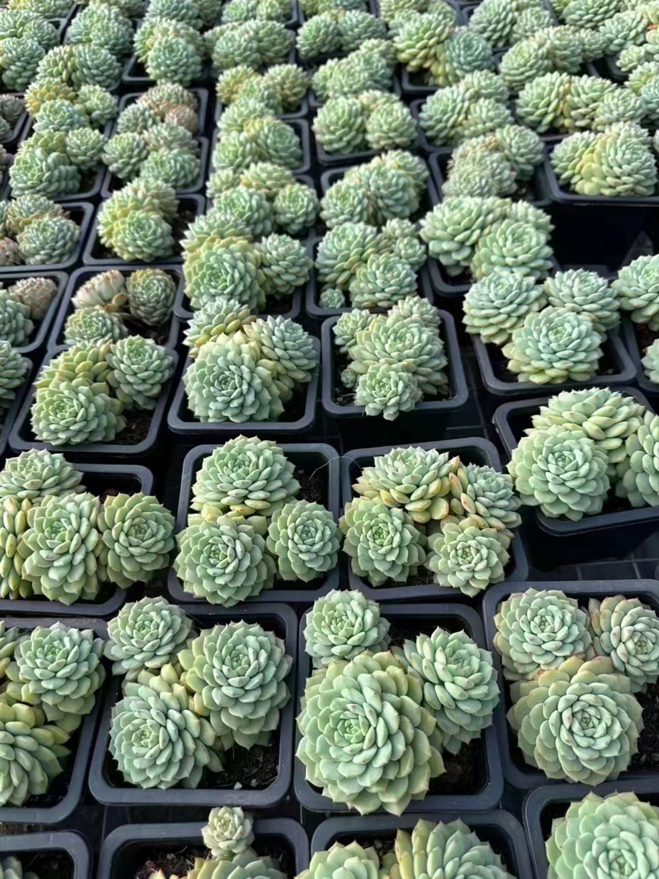 Echeveria Panda Facesucculent Plantssucculent Farm - Etsy