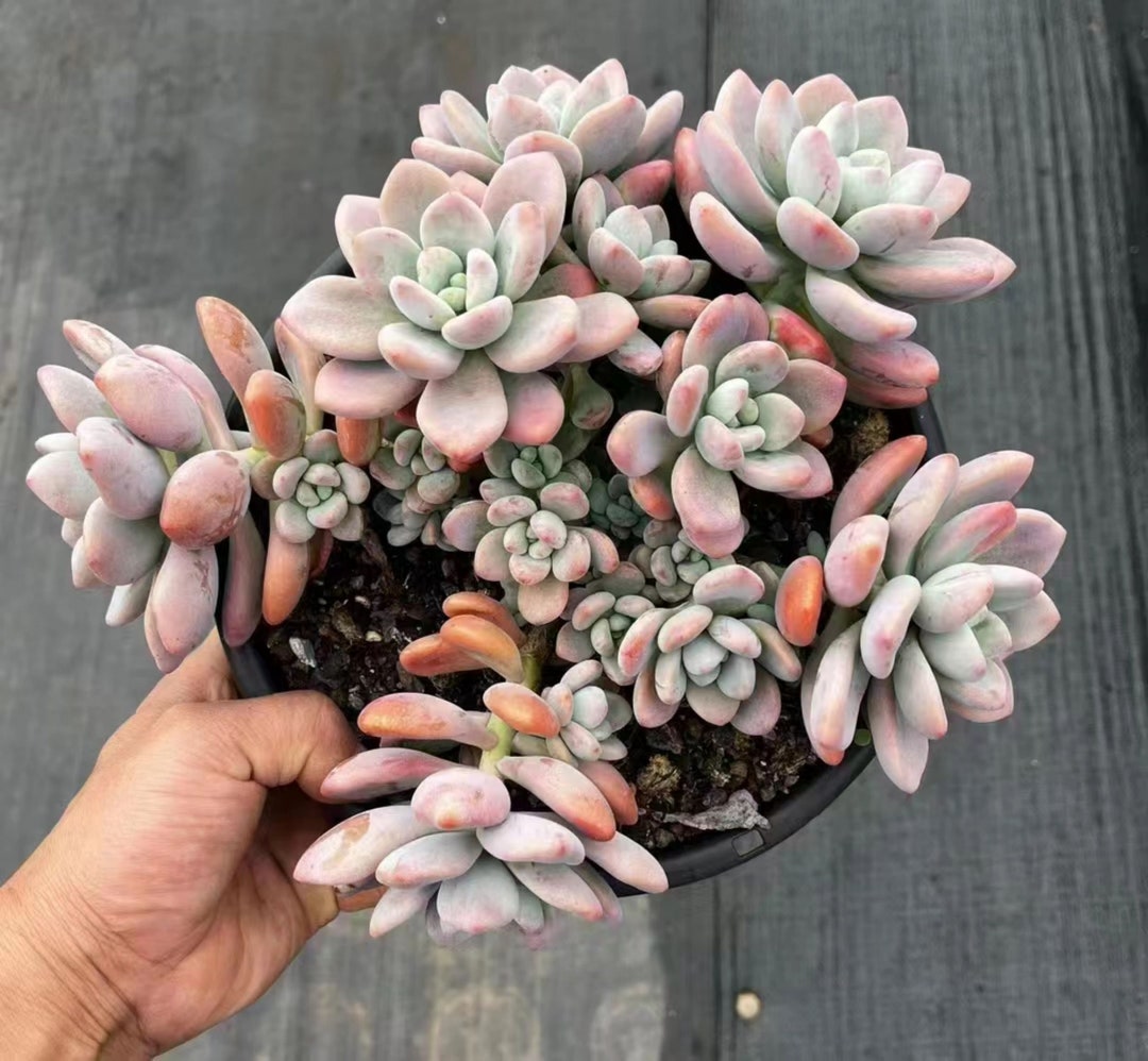 Graptosedum Miul Succulent Farm/rare Succulent Plants - Etsy