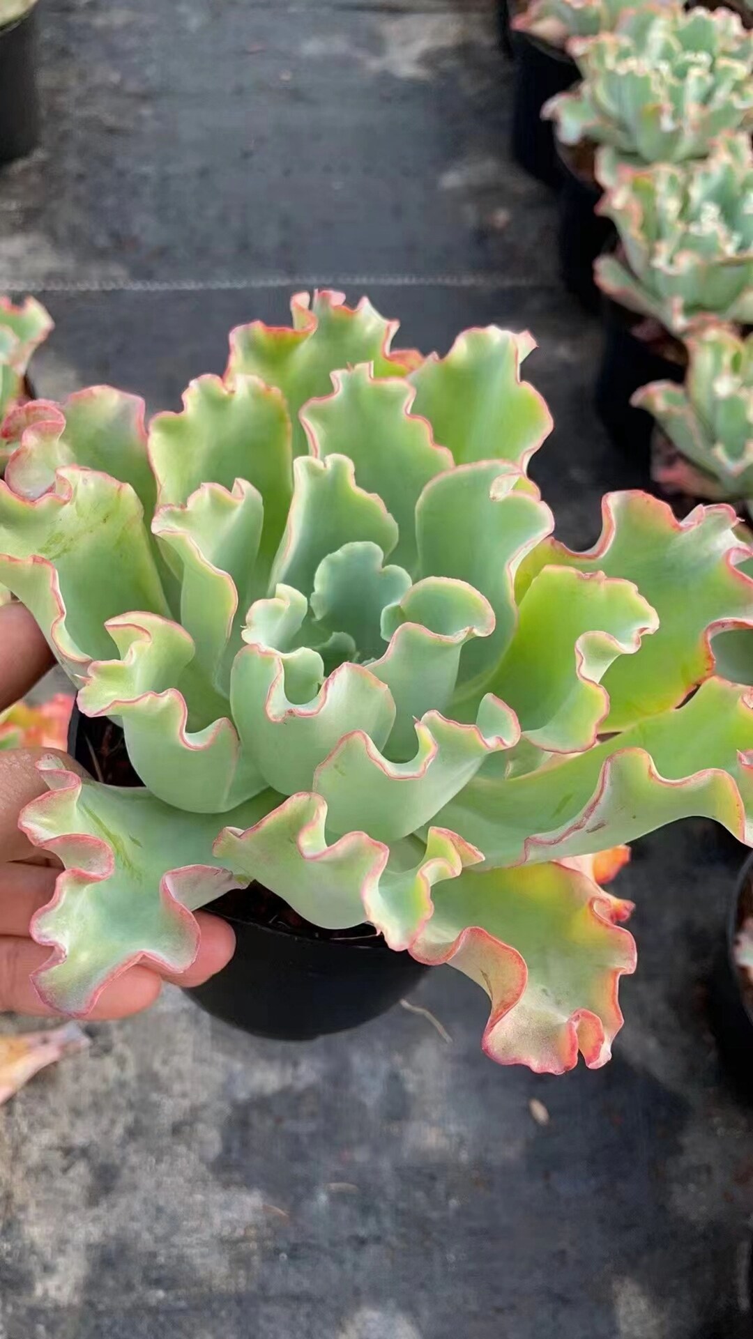 Echeveria Aquariuslazy Plantsucculents Etsy echeveria-aquariuslazy-plantsucculents-etsy