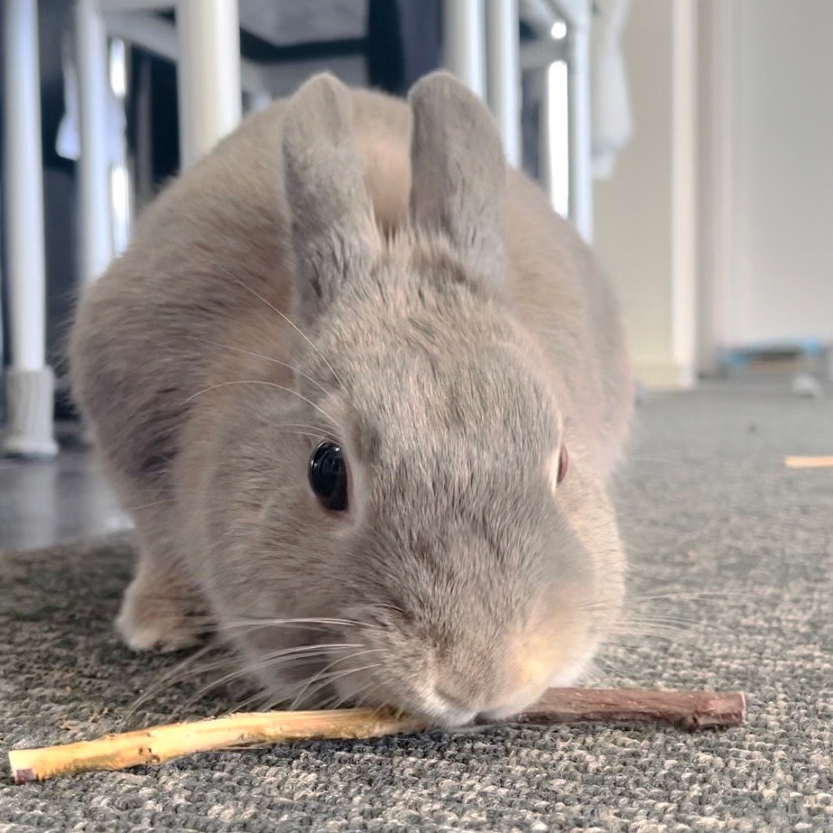 Affordable Natural Rabbit Treats Apple Twigs Sweet Bamboo Goody Bag ...