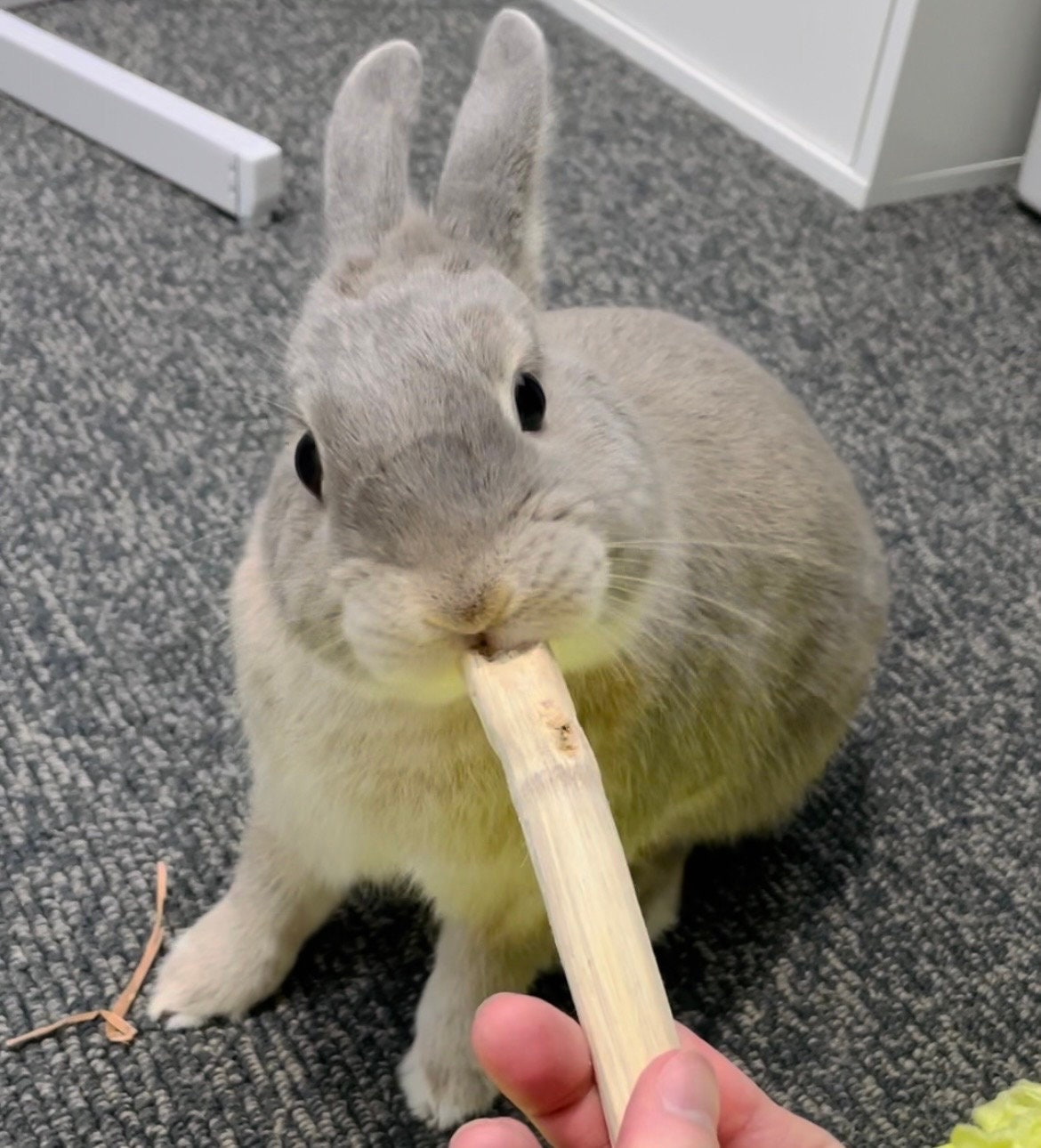 Affordable Natural Rabbit Treats Apple Twigs Sweet Bamboo Goody Bag ...