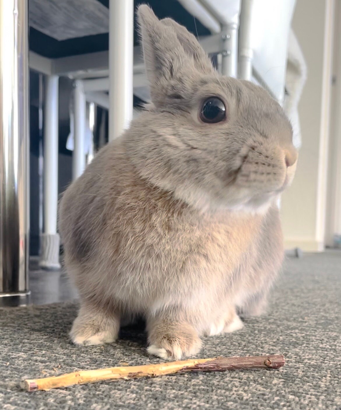 Affordable Natural Rabbit Treats Apple Twigs Sweet Bamboo Goody Bag ...
