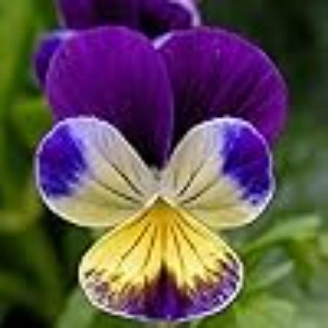 100 Johnny Jump up Viola Seeds Wild Violet Pansy Perennial Garden ...
