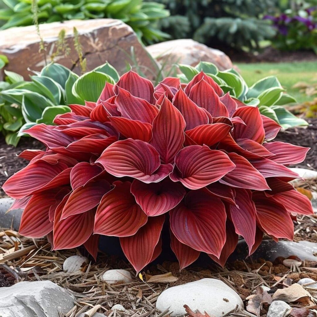 Red Rare Hosta Seeds - Etsy