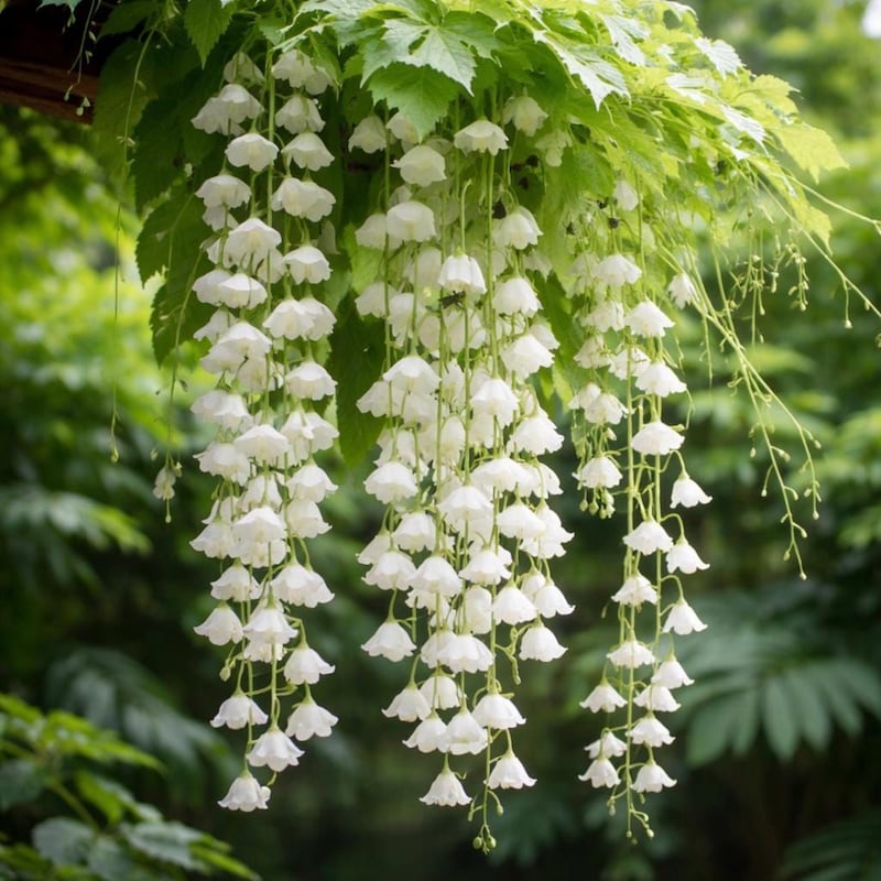 Trailing Jasmine Plants - Etsy