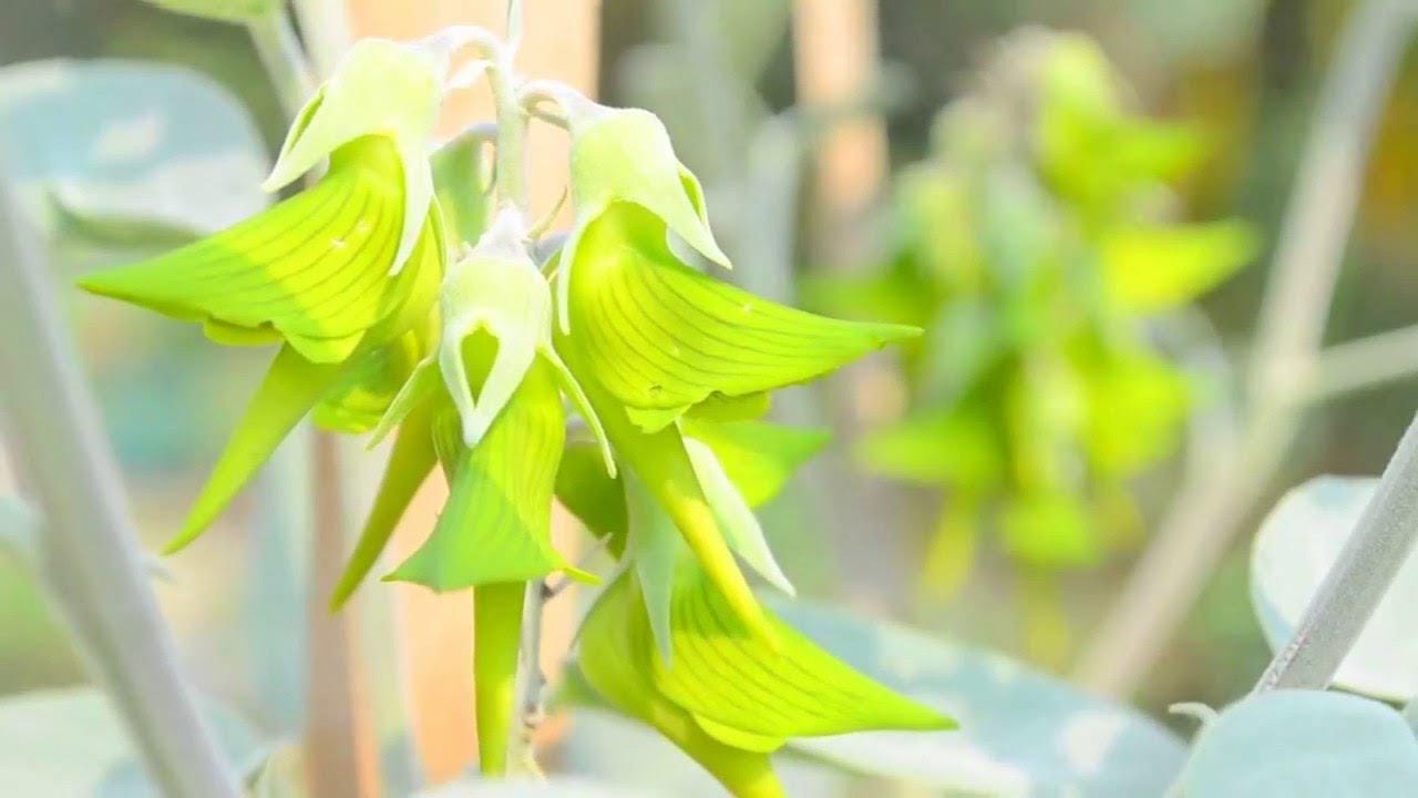 Green Birdflower Seeds: Crotalaria Cunninghamii, Hummingbird Flower ...