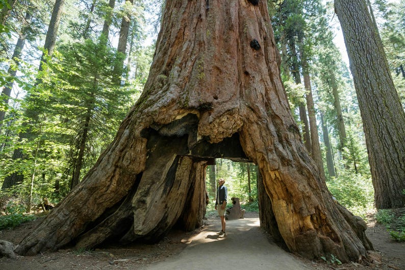 Giant Sequoia Tree Seeds: Grow the World's Tallest Tree - Etsy