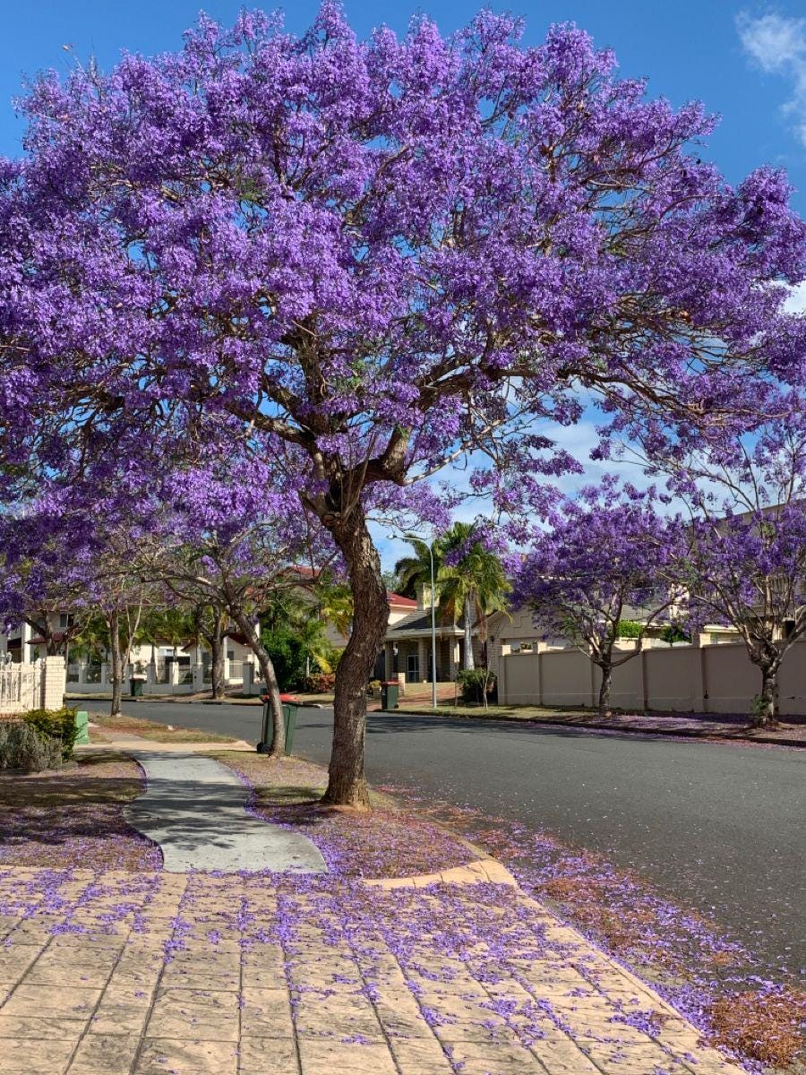 Purple Jacaranda Tree Seeds: DIY Flowering Plant, Outdoor Garden Decor ...