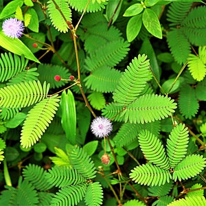 Touch Me Not Plant Seeds, Kids Love These Mimosa Pudica, Best Gift for ...