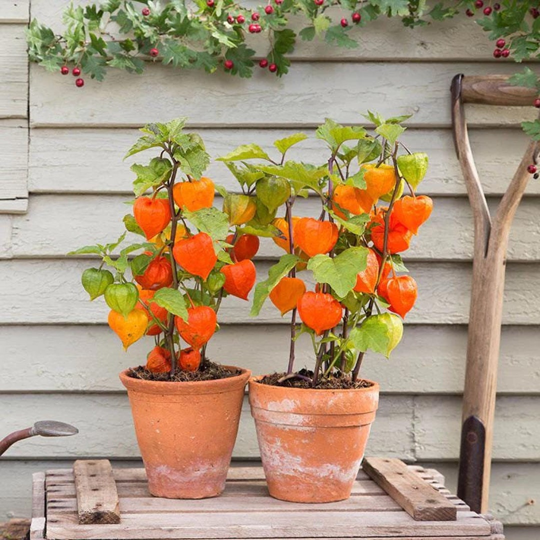 Chinese Orange Lantern Plant Seeds: DIY Gardening, Home Decor ...