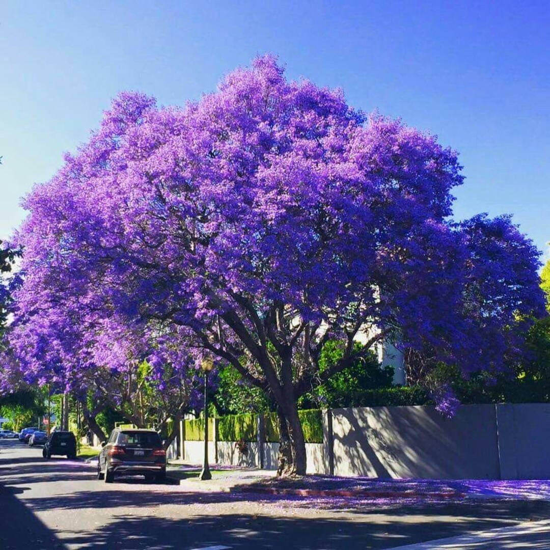 Purple Jacaranda Tree Seeds: DIY Flowering Plant, Outdoor Garden Decor ...