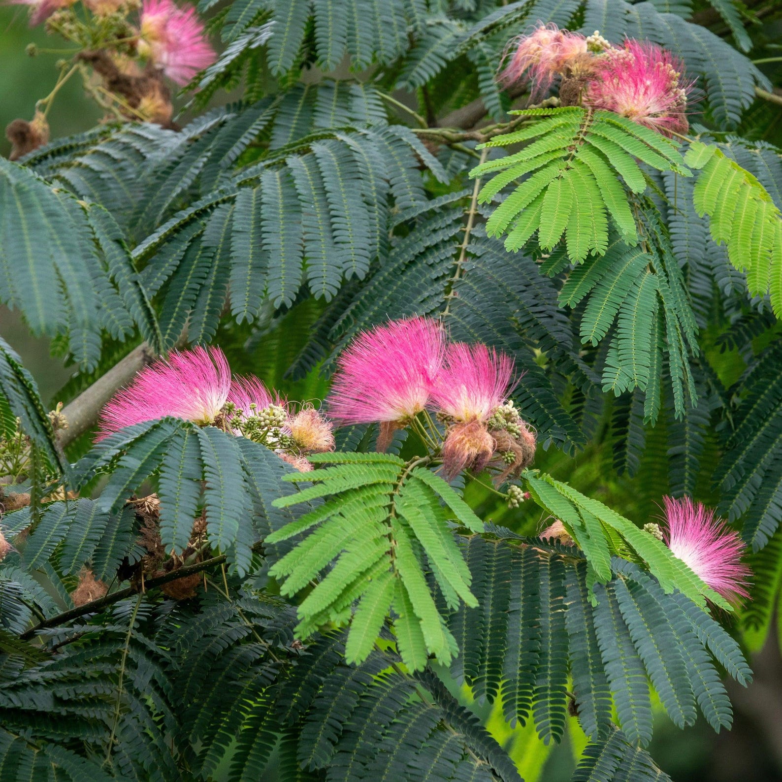 Pink Persian Silk Tree Seeds: Sleepy Tree, DIY Home Decor, Perennial ...