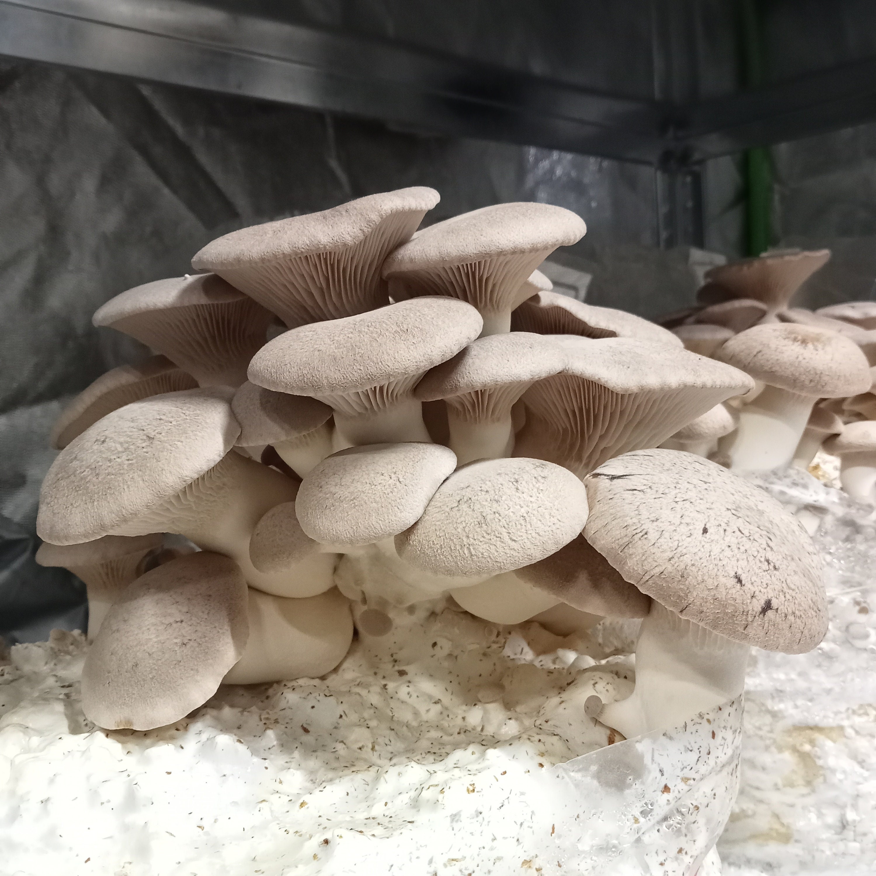 Mushroom Substrate Block Grow Kit Shiitake, Oyster Mushroom, Herb ...