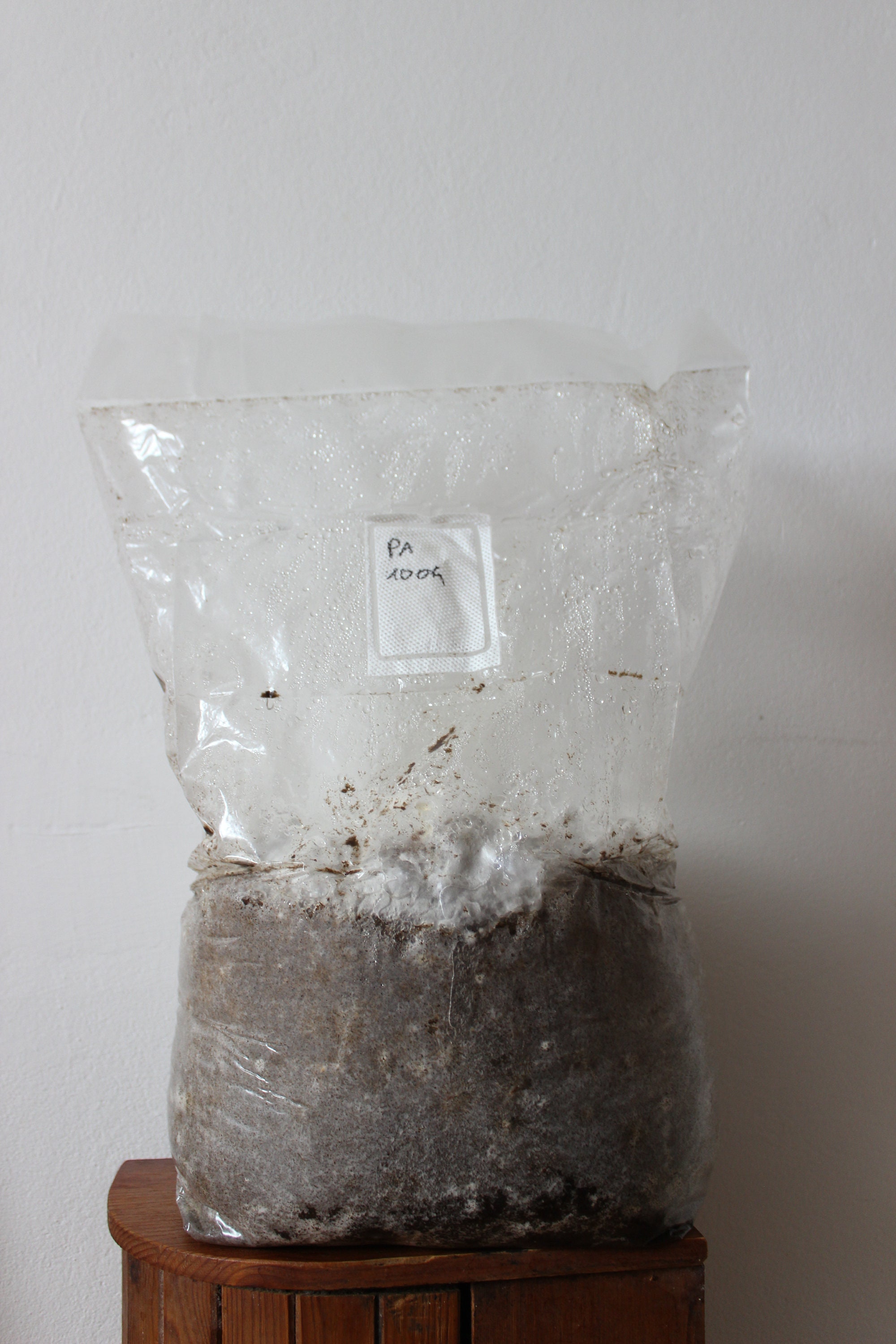 Mushroom Substrate Block Grow Kit Shiitake, Oyster Mushroom, Herb ...