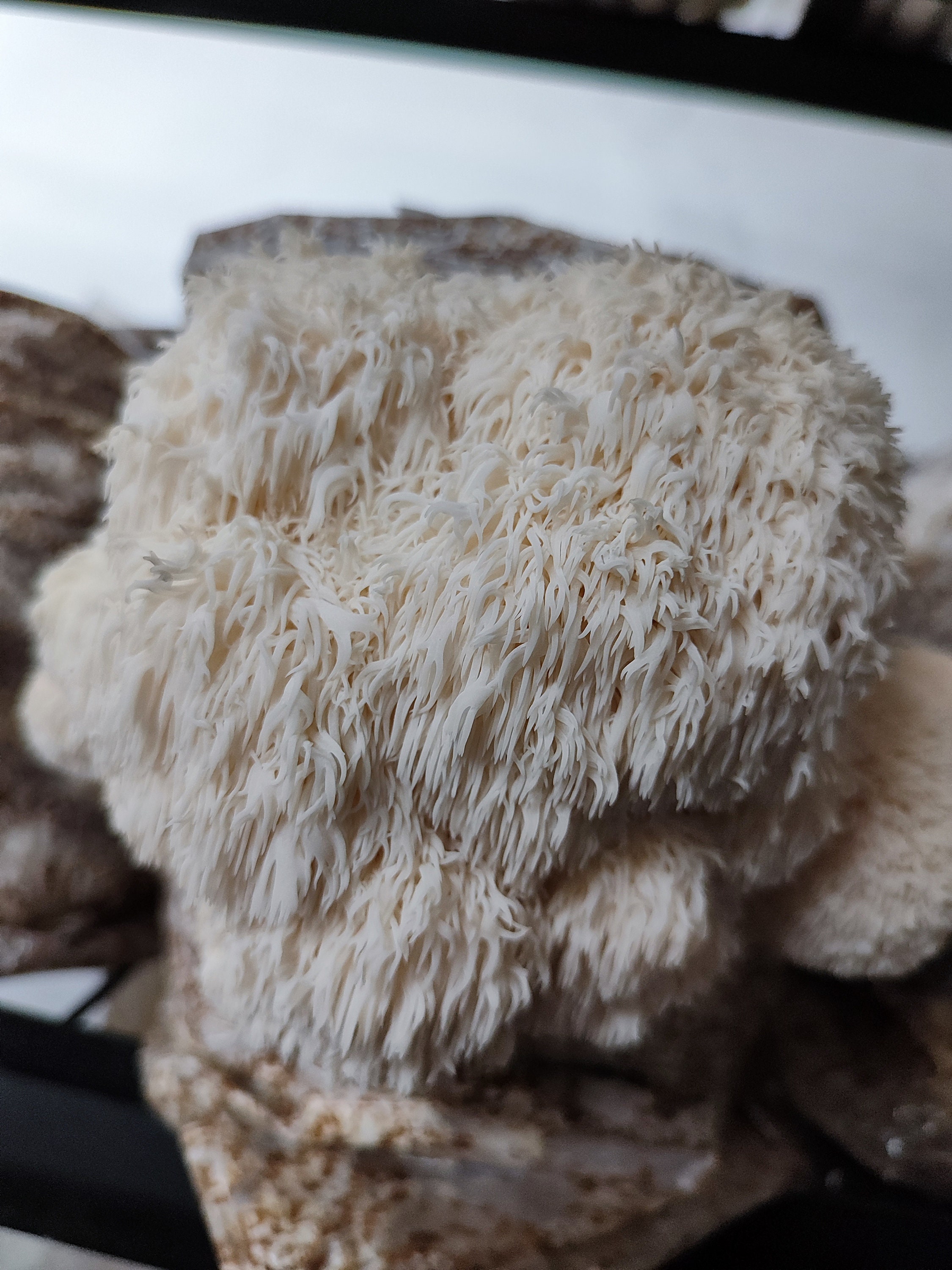 Mushroom Substrate Block Grow Kit Shiitake Oyster - Etsy