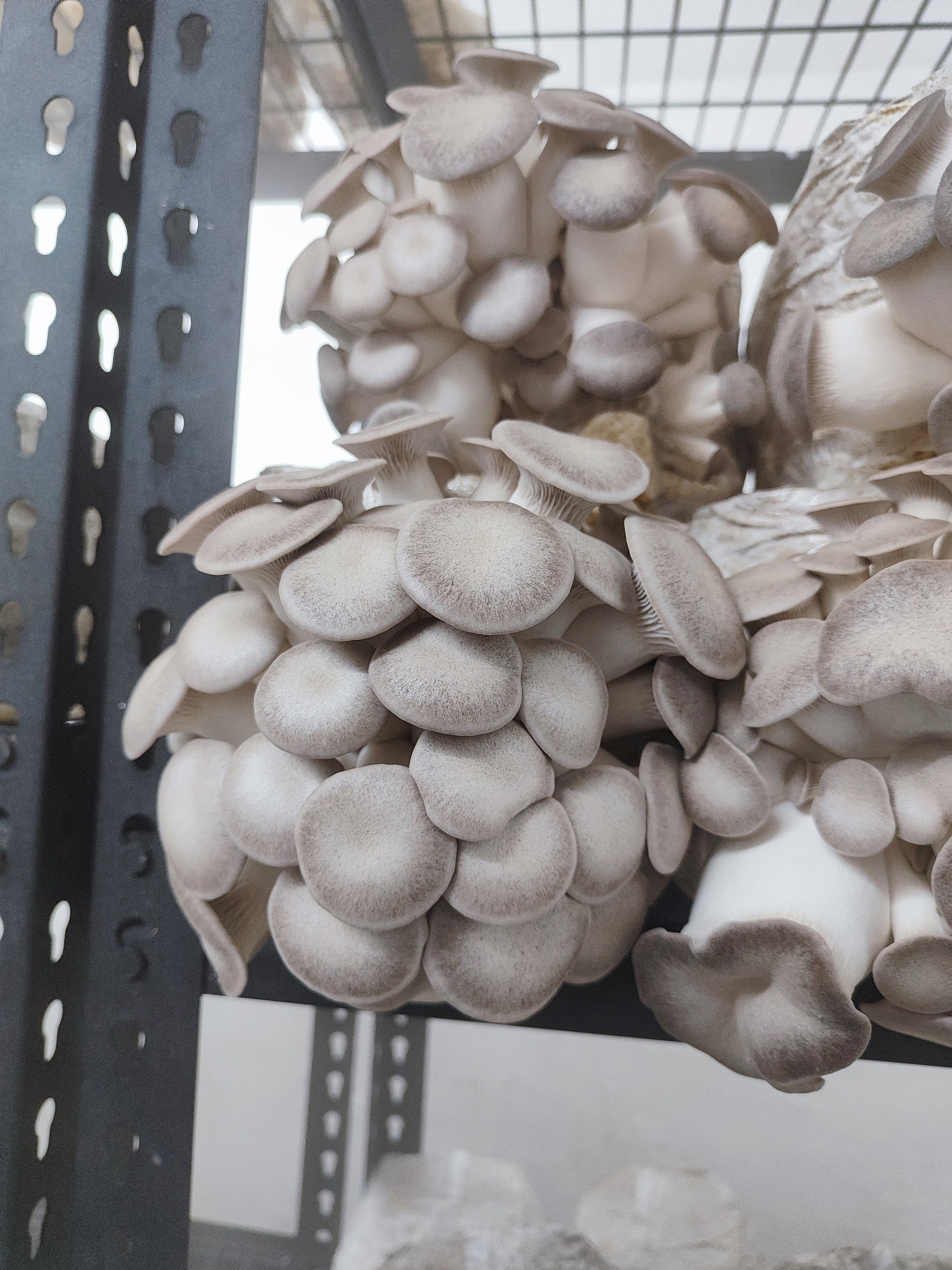 Mushroom Substrate Block Grow Kit Shiitake Oyster - Etsy